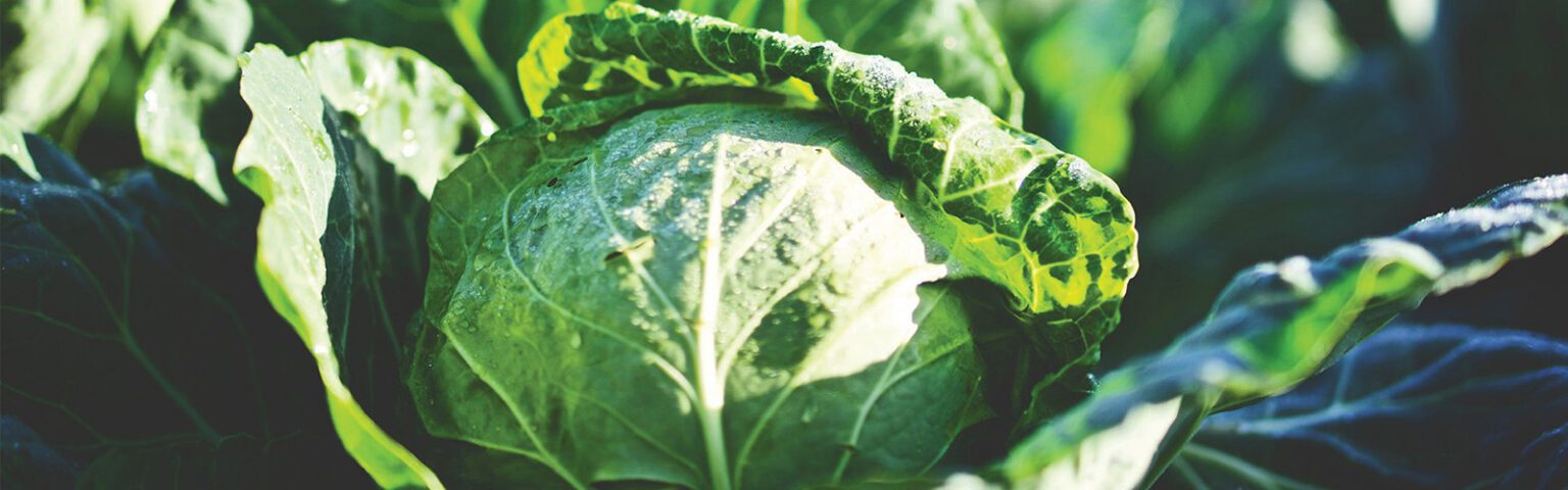 Commodity Supplemental Food Program | Greater Chicago Food Depository