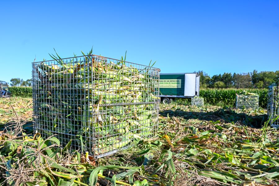 Food Depository volunteers harvest sweet corn donation | Greater ...