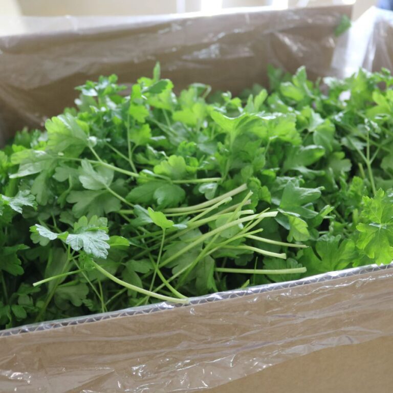 Hydroponics| Greater Chicago Food Depository