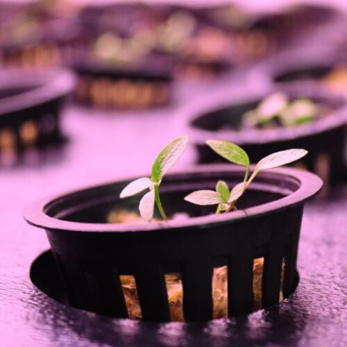 Hydroponics| Greater Chicago Food Depository